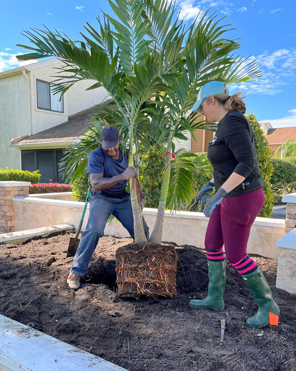 Christmas Tree Palms Planted at the Front Entrance – Raintree